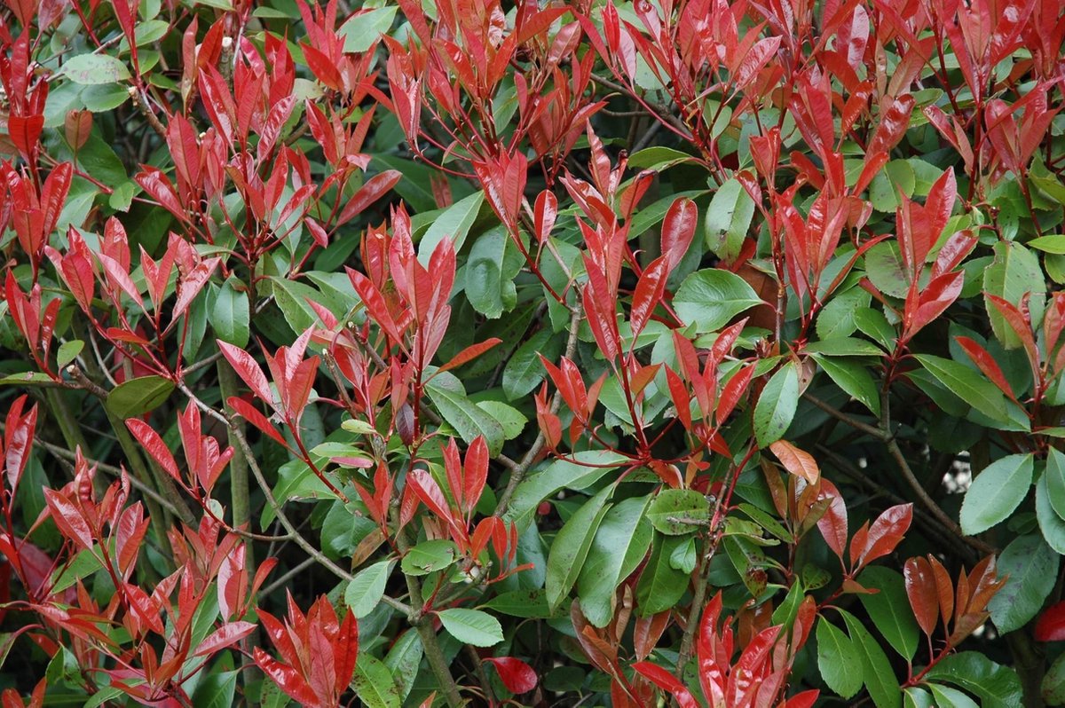 Lei-Glansmispel - Lei Photinia fraseri Red Robin | Omtrek: 6-10 cm ...