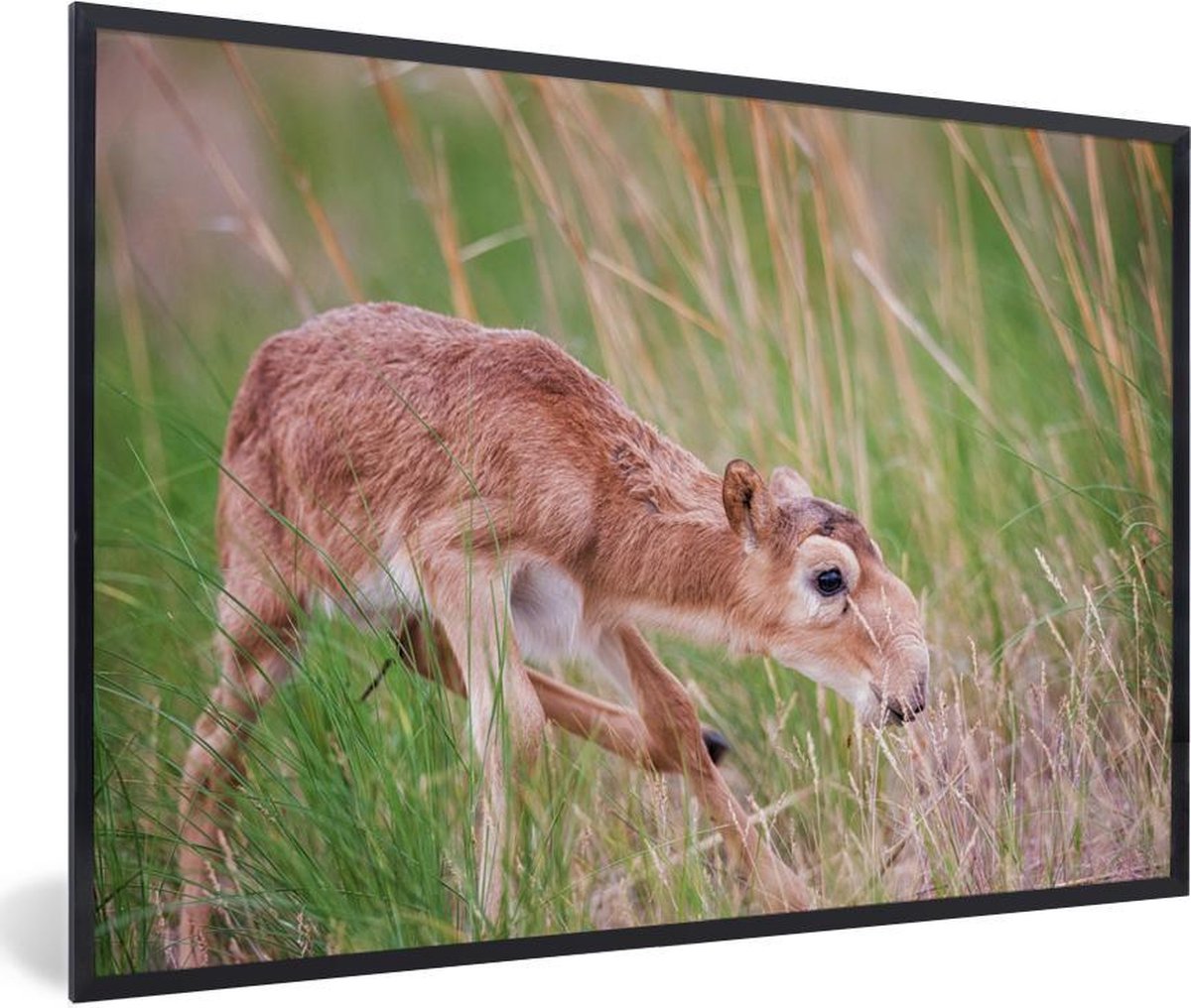 Poster met lijst Saiga - Baby Saiga in het hoge gras - fotolijst zwart ...