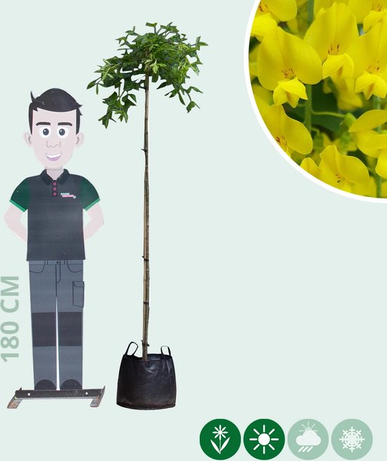 Treur gouden regen | Laburnum alpinum 'Pendulum' 6-10 cm 180 cm ...