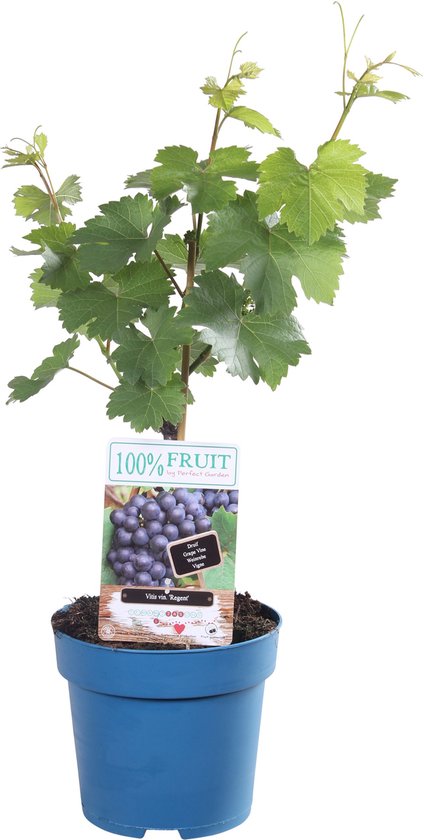 Mama's Planten - Blauwe Druif 'Vitis Regent' - Vers Van De Kweker - ↨ ...