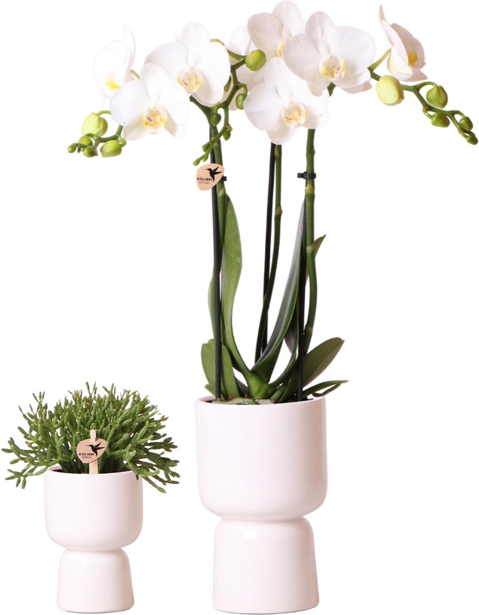 Kolibri Company - Planten set Trophy pot wit | Set met witte ...