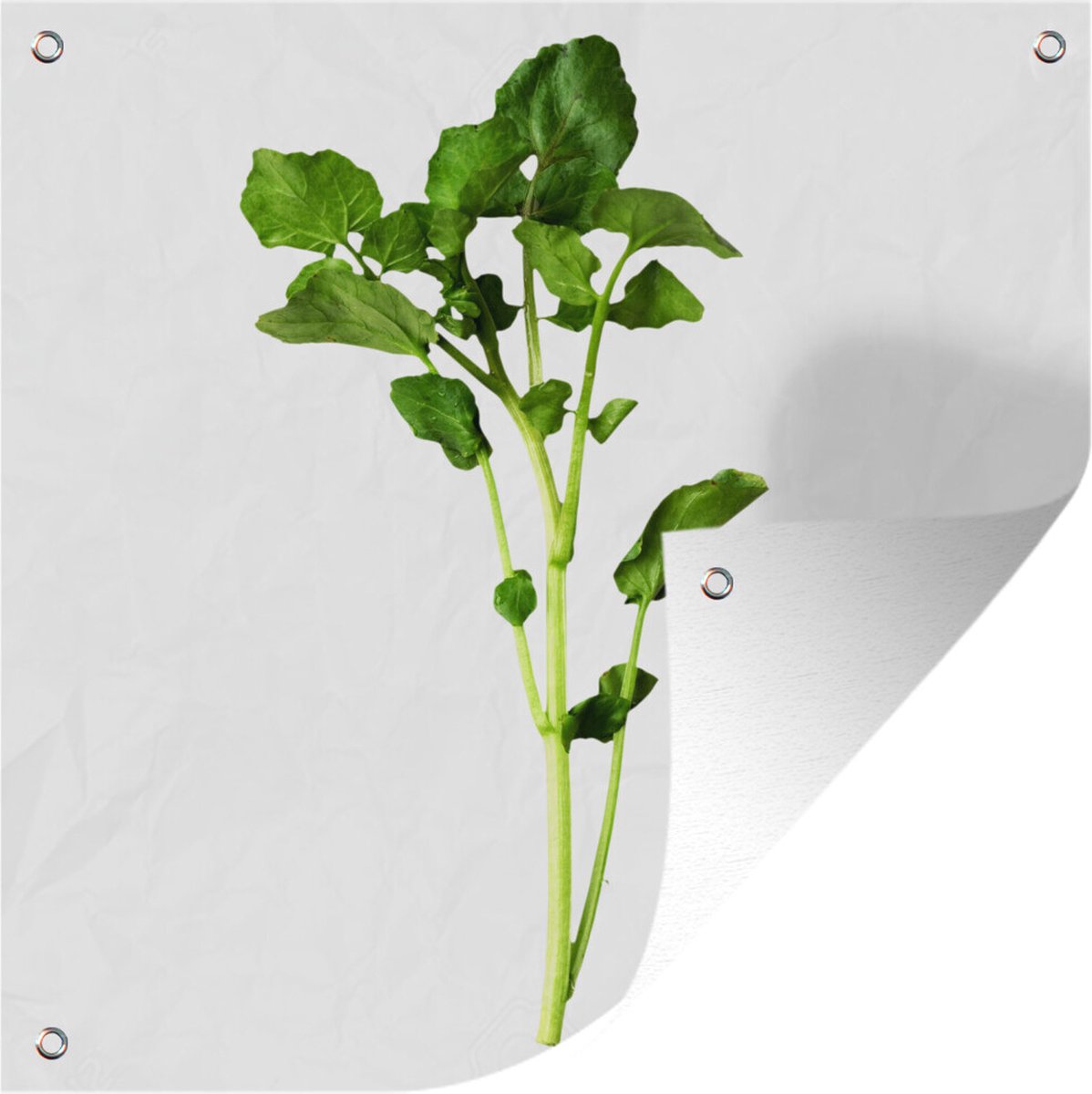 Tuindoek Close up van enkelvoudige witte waterkers plant - 100x100 cm ...