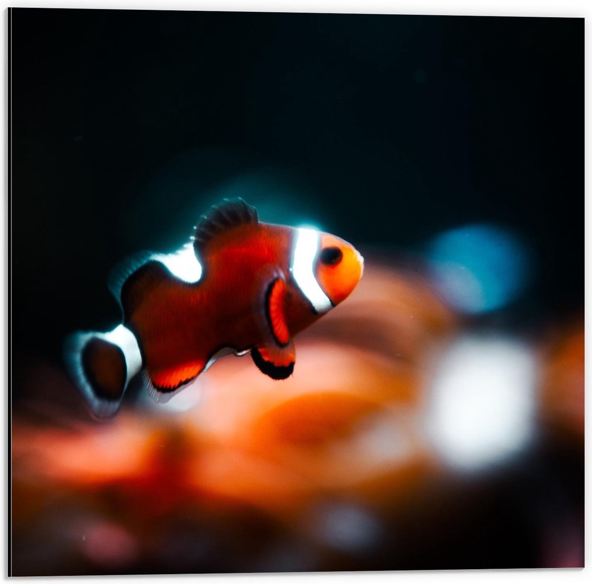 Dibond - Neon Nemo Clownvis - 50x50cm Foto op Aluminium (Met ...