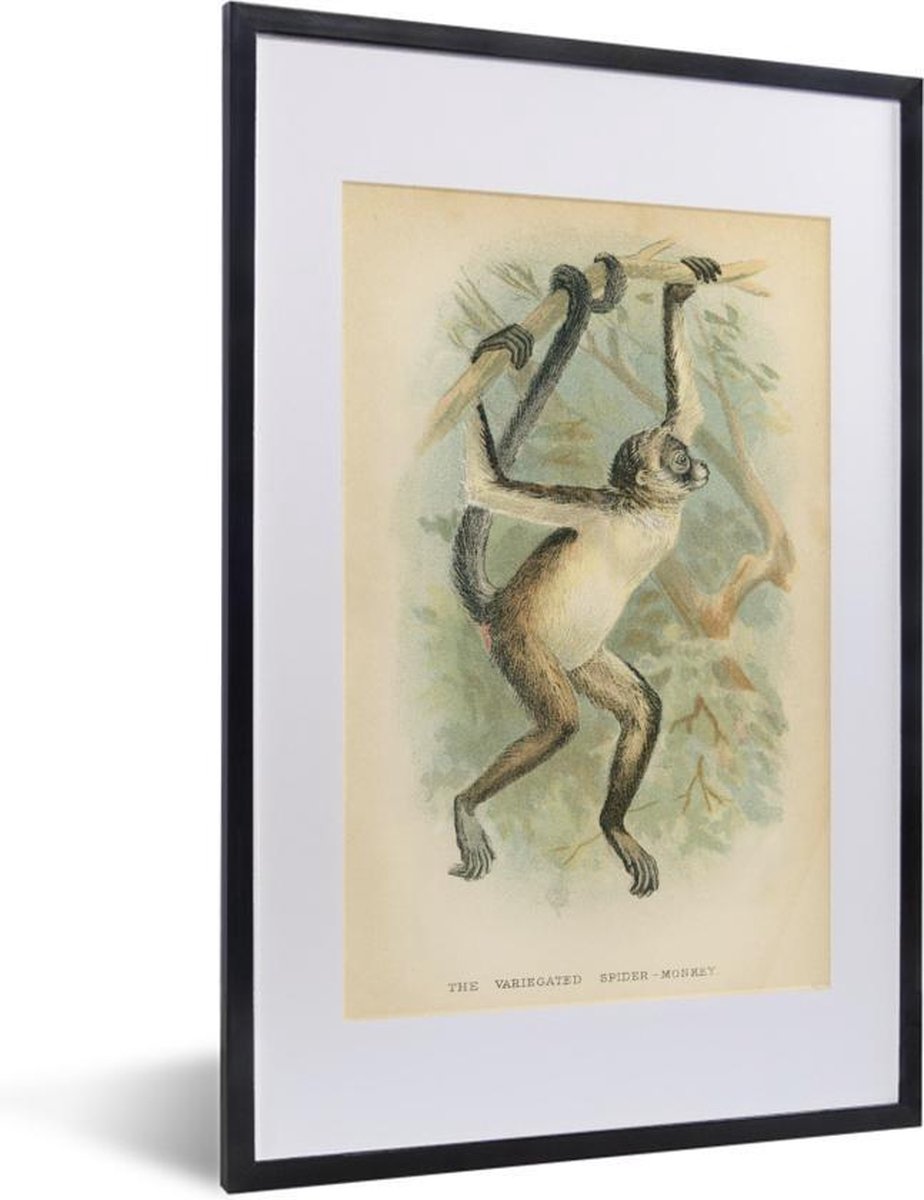 Fotolijst incl. Poster - vintage tekening van een slingeraap - 40x60 cm ...