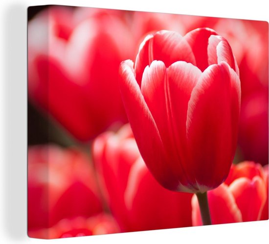 Canvas Schilderij Rode tulp in het Japanse Kagoshima - 160x120 cm ...