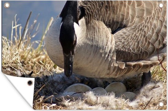 Affiche de jardin Une bernache du Canada avec ses oeufs 120x80 cm ...