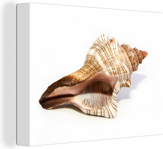 Canvas Schilderij Schelp - Wit - Zee - 160x120 cm - Wanddecoratie XXL | bol
