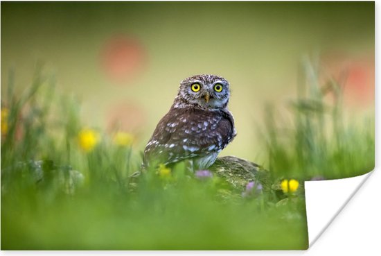 Poster Uil - Veld - Dier - 90x60 cm | bol