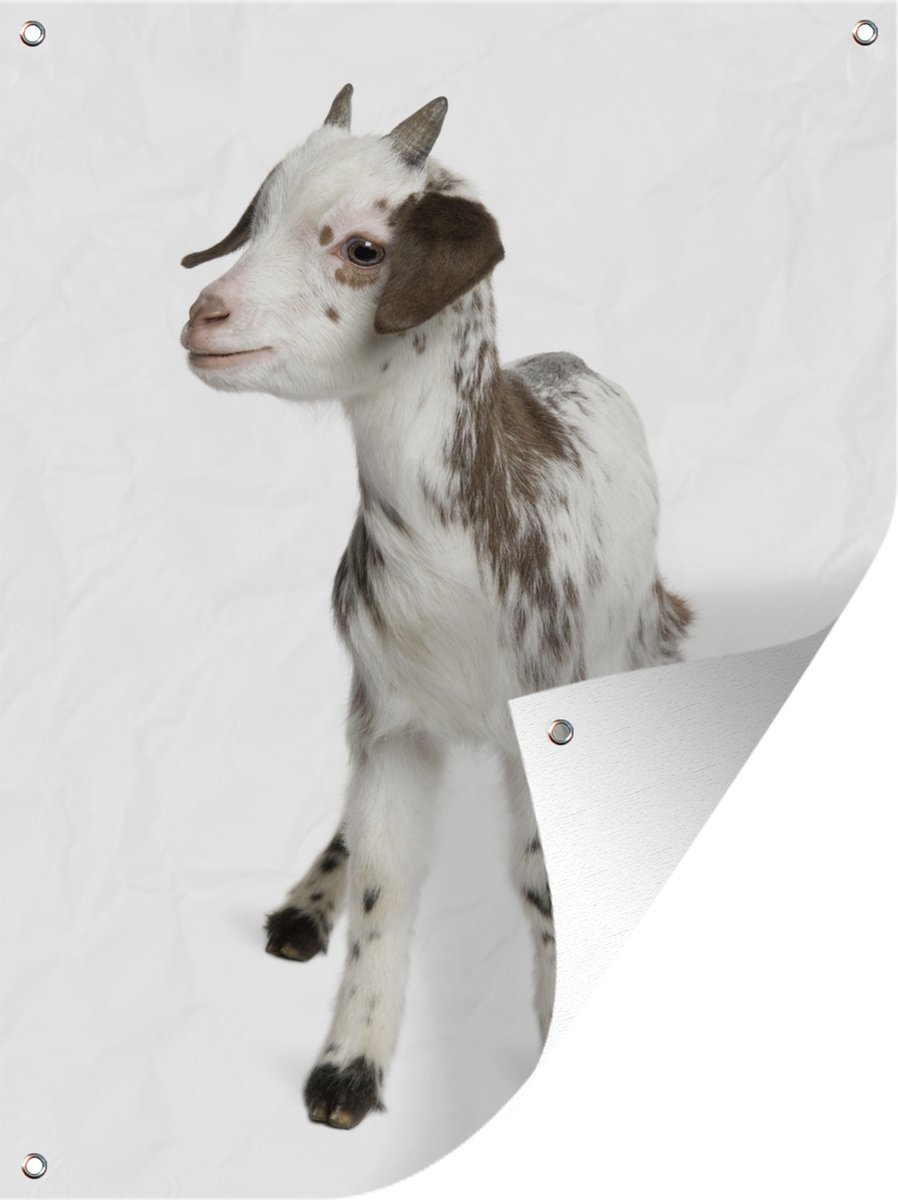 Tuinschilderij Klein geitje met bruine vlekken - 60x80 cm - Tuinposter ...