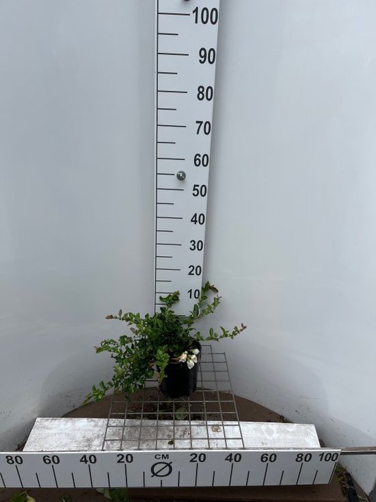 Plants Online - Tuinplanten - Heesters - Set van 1 - Chaenomeles ...