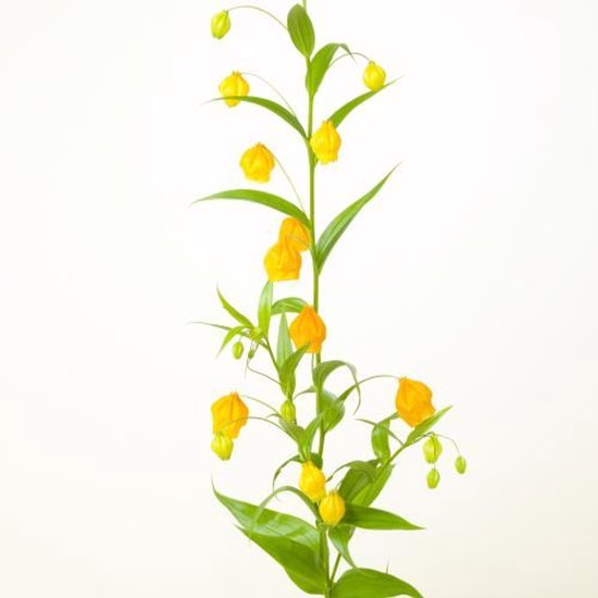 10x Sandersonia 60cm | bol