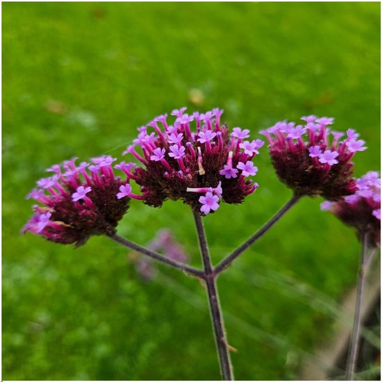 Plants by Frank | 48 Ijzerhard planten | Verbena bonariensis ...