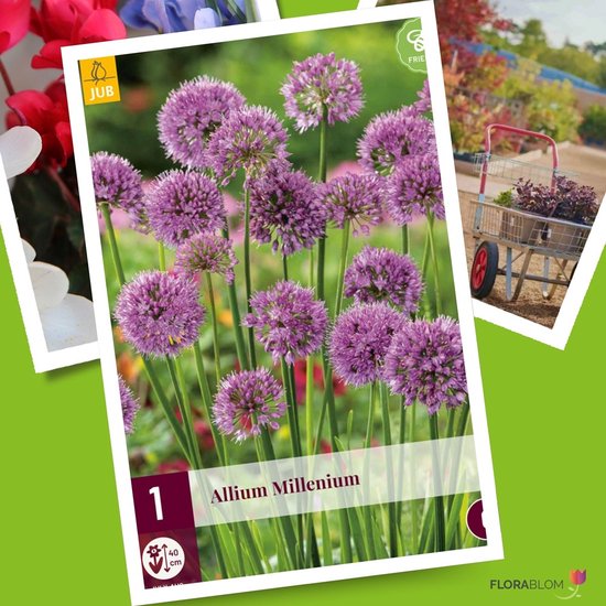 Allium Millenium - Sierui | bol