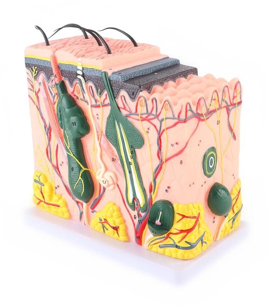 3D Huid Anatomie Model Met 50X Vergroting Voor Biologie en Dermatologie ...