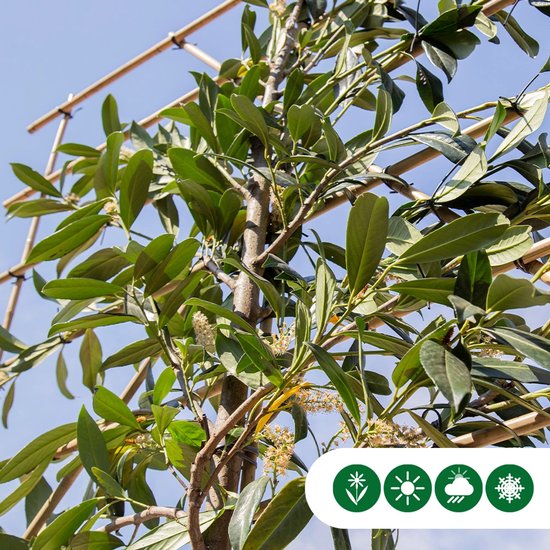 Leilaurier 200 cm | Prunus laurocerasus 'Caucasica' x 200 cm ...