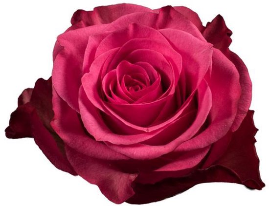 10x Rosa lola 50cm | bol