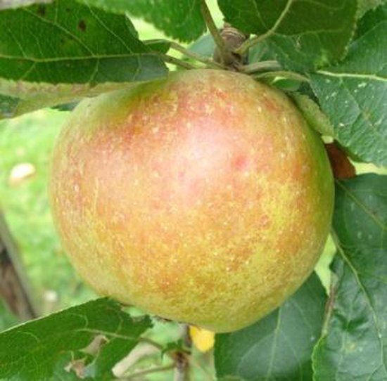 Appelboom - Malus domestica Karmijn de Sonnaville | Halfstam leivorm | bol