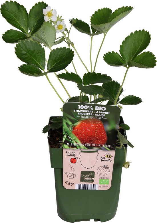Hello Plants Fragaria X Ananassa Delizzimo Aardbeien Plant - Moestuin ...