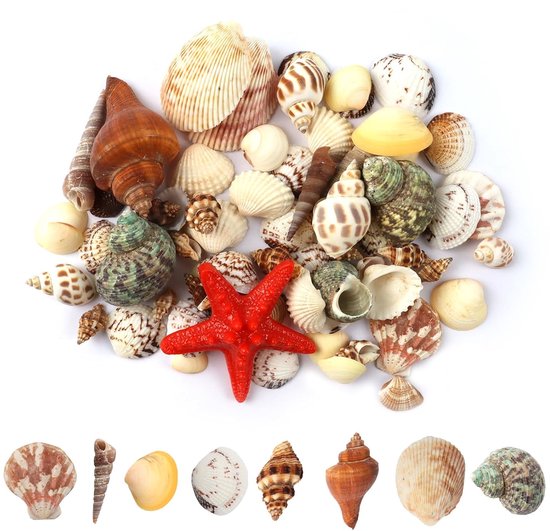Natuurlijke Schelpen Decoratie - Perfect voor DIY - 200 g | bol