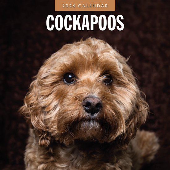 Cockapoos Kalender 2026 | bol