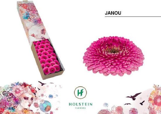 60x Germini gerponi janou 40cm | bol