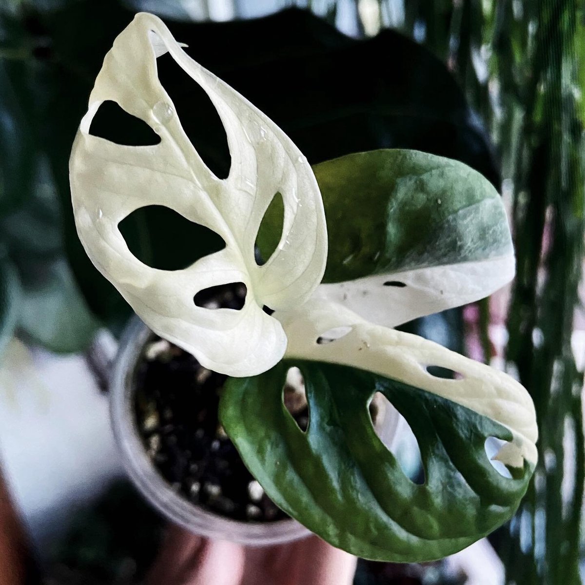 Monstera Adansonii Variegata | Bonte Monkey Mask | bol