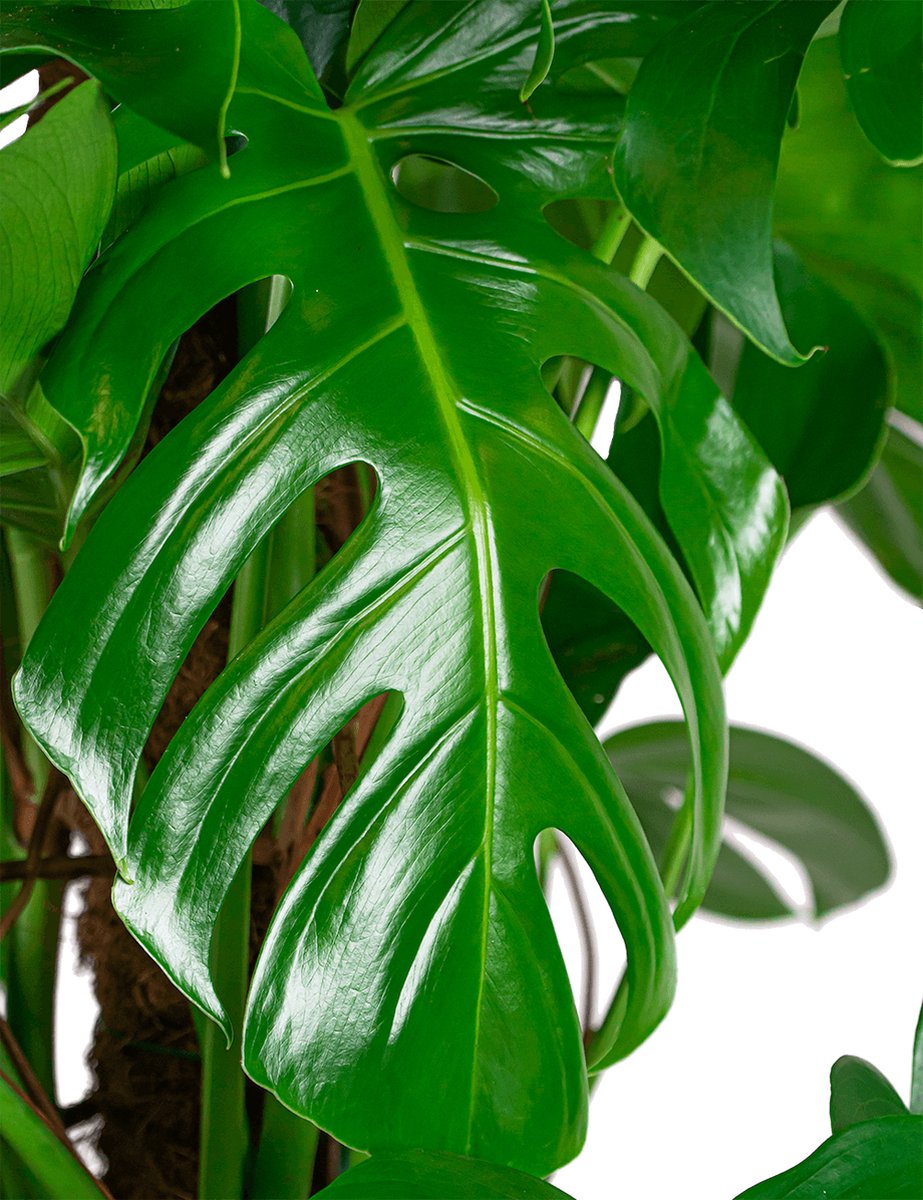 Monstera Deliciosa mosstok | Gatenplant | bol