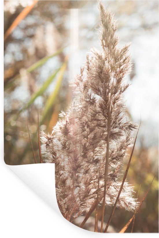 Muurstickers - Sticker Folie - Riet - Zon - Plant - 60x90 cm ...