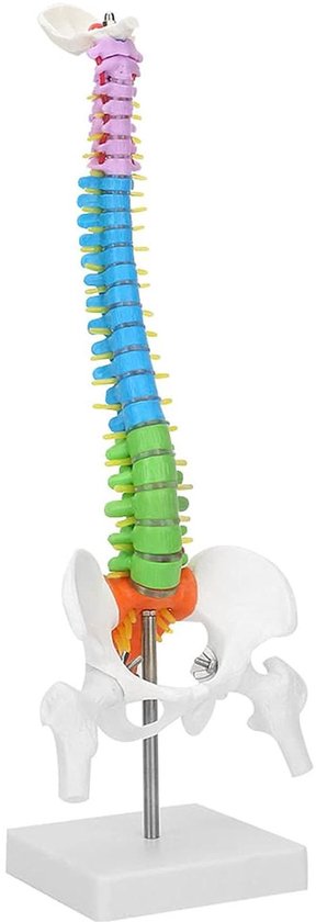 Allecto Plus - Anatomisch Flexibel Menselijk Skelet Wervelkolom Model ...