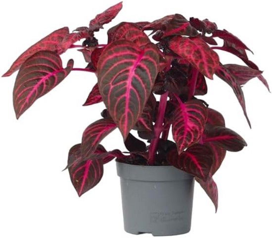Iresine Herbstii Rode Plant in Pot 13 cm - 20-30 cm - Kamerplant met ...
