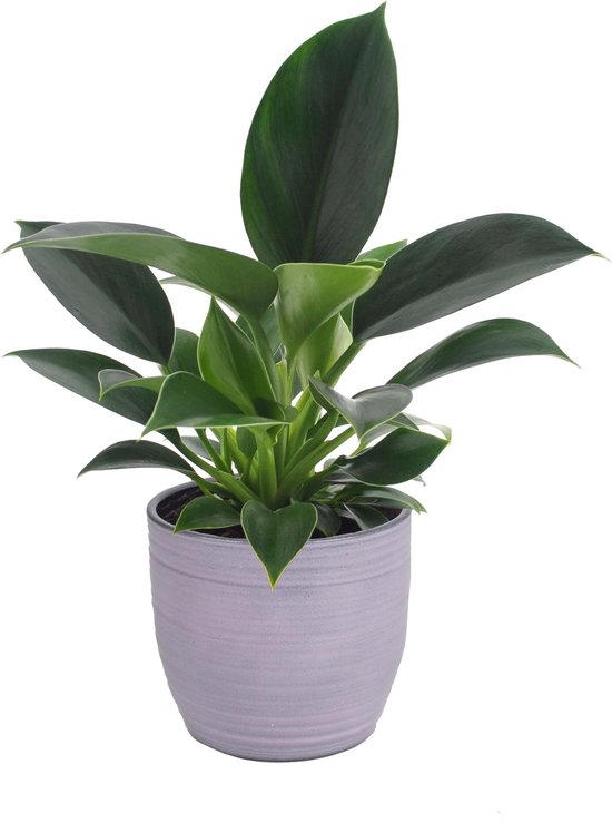 Philodendron 'Green Princess' in Bergamo keramiek (lavendel) - VDE ...