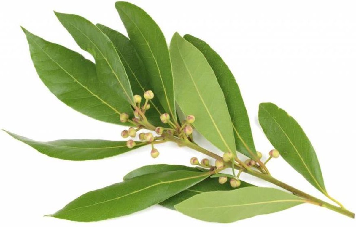 Laurierblad Heel - 1 Kg - Holyflavours - Biologisch gecertificeerd ...