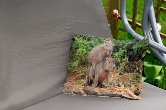 Sierkussen Capibara voor buiten - Twee Capibara jongen spelen met ...
