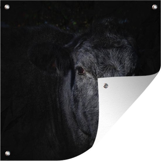 Tuinposters Angus rund op een zwarte achtergrond - 50x50 cm - Tuindoek ...
