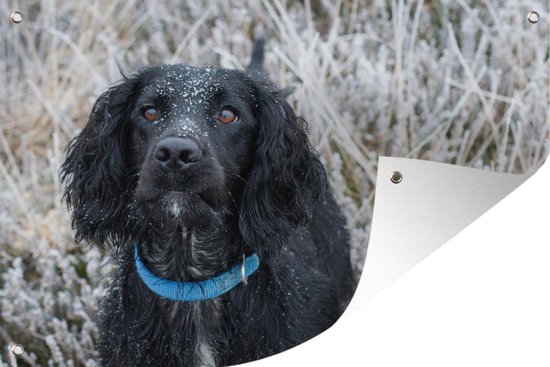 Muurdecoratie Zwarte Engelse cockerspaniël met ijs op zijn neus ...