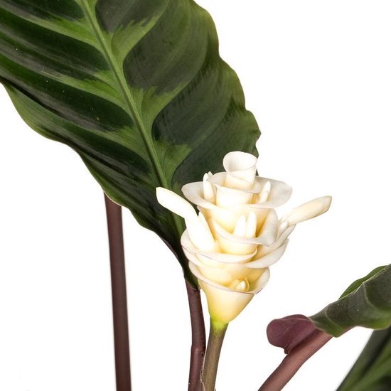 Calathea Warsewiczii met bloem 100 cm | bol.com