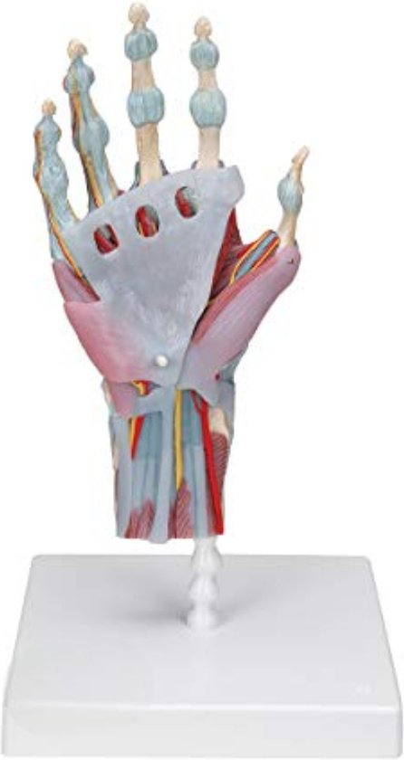 Anatomie Model - Anatomisch Model | bol