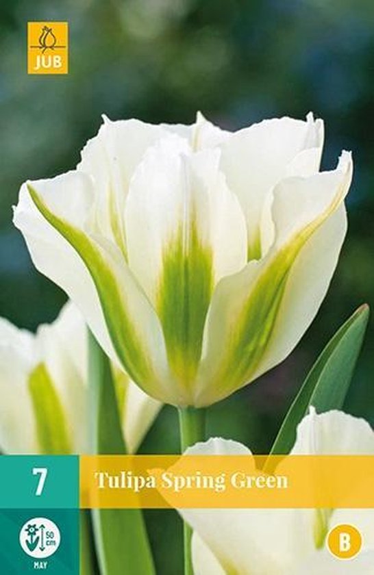 Tulipa Spring Green - Viridiflora tulp - set van 7 stuks | bol
