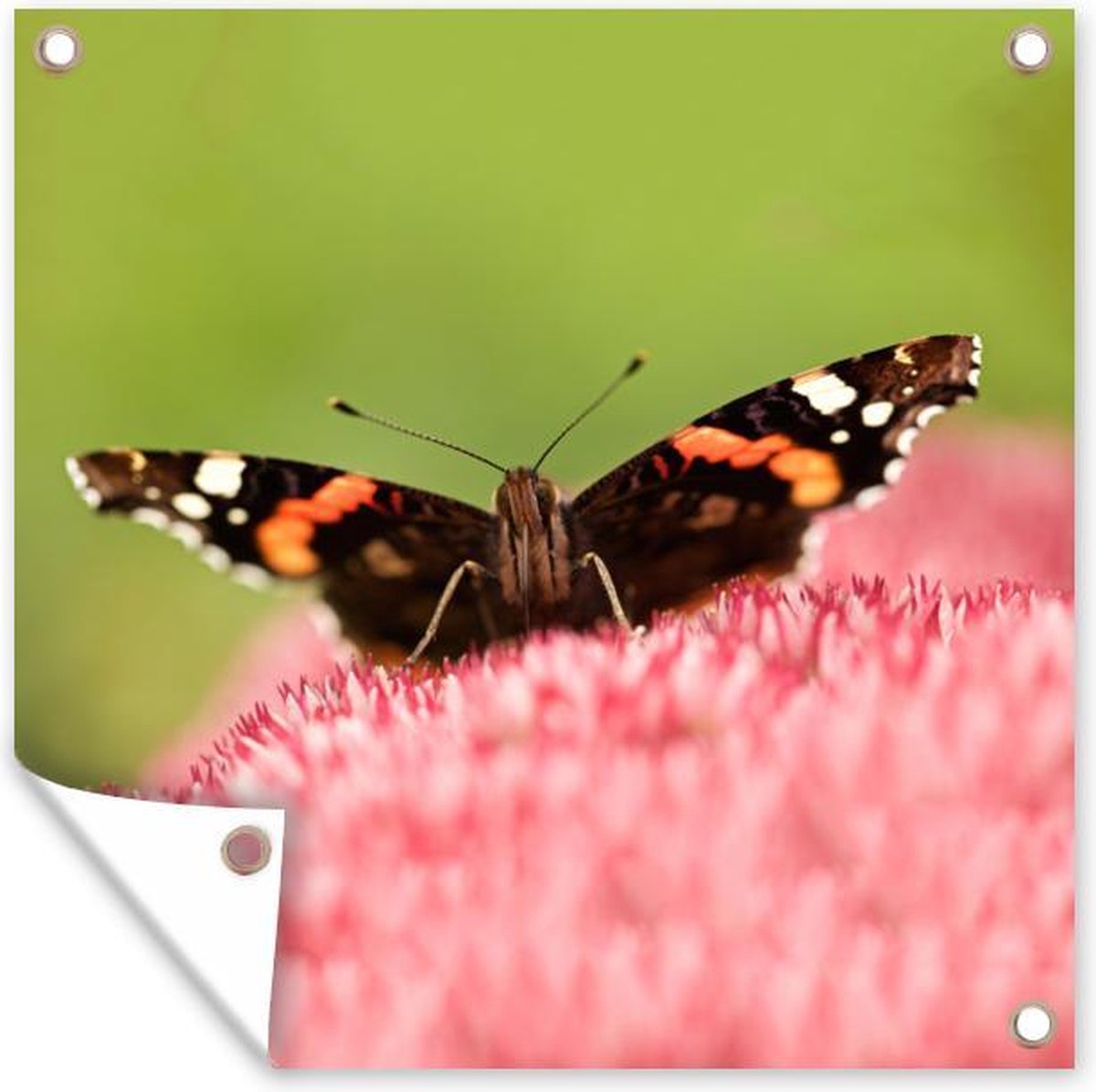 Tuinposters Vlinder - Bloem - Insecten - 50x50 cm - Tuindoek | bol.com