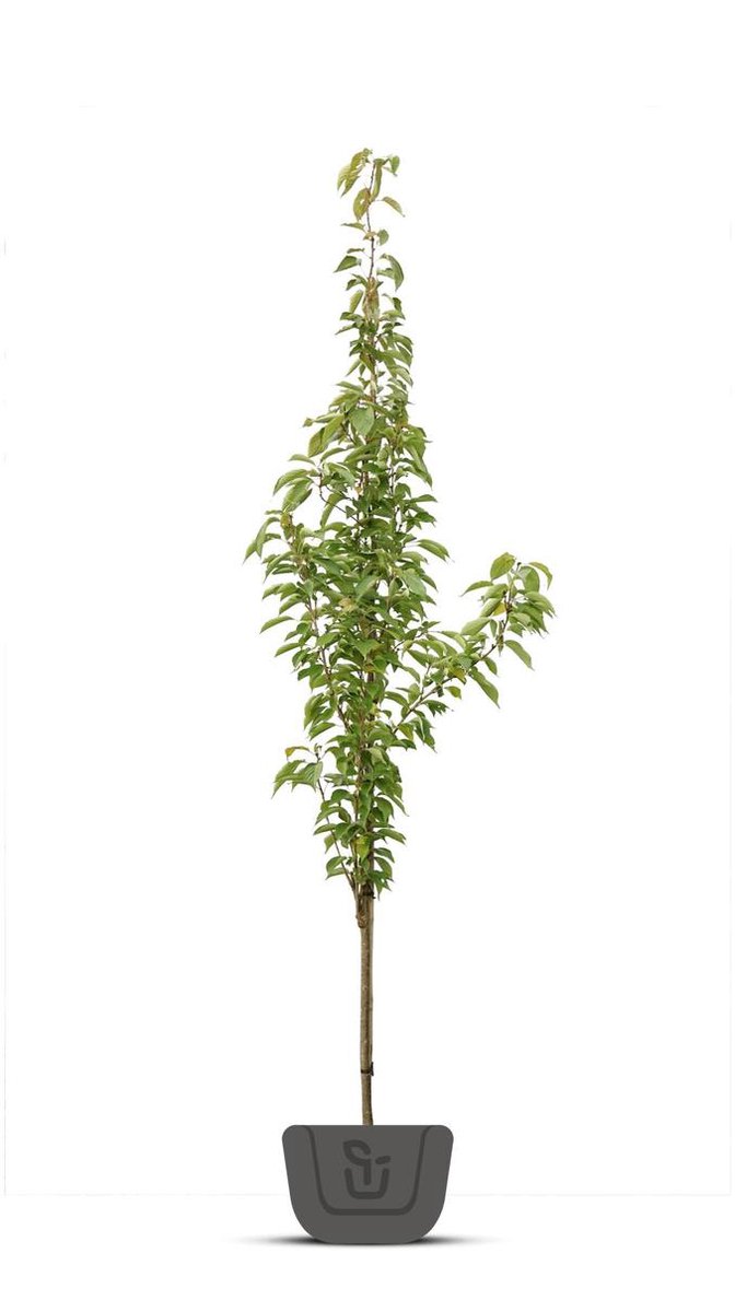Zuilsierkers | Prunus serrulata Amanogawa | Stamomtrek: 16-18 cm | bol.com
