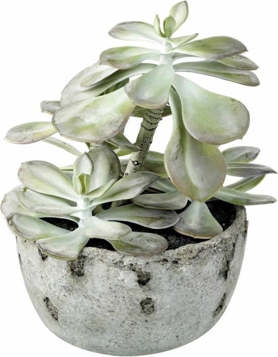 Parlane kunst vetplant Kalanchoe In pot 21 x 21 x 26 cm | bol