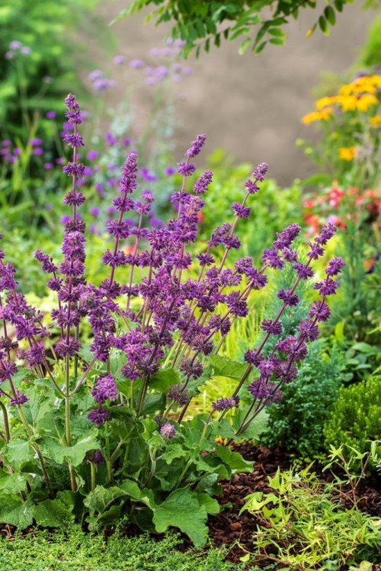 Plants Online - Tuinplanten - Vaste planten - Set van 1 - Salvia verticillata 'Purple... | bol