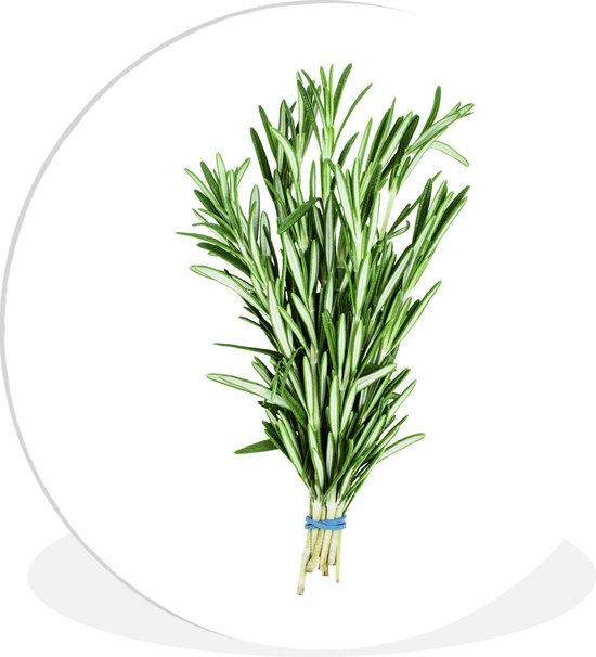 Bouquet de romarin frais sur fond blanc Assiette en plastique cercle ...