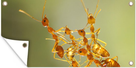 Décoration murale extérieure Fourmis - Oranje - Animaux - 160x80 cm ...