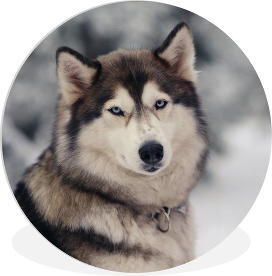 Cercle Mural - Cercle Mural Intérieur - un Husky - ⌀ 60 cm - Décoration ...