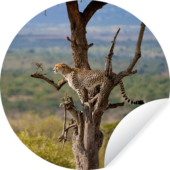 WallCircle - Muurstickers - Behangcirkel - Luipaard - Boom - Dier - 30x30 cm -... | bol.com